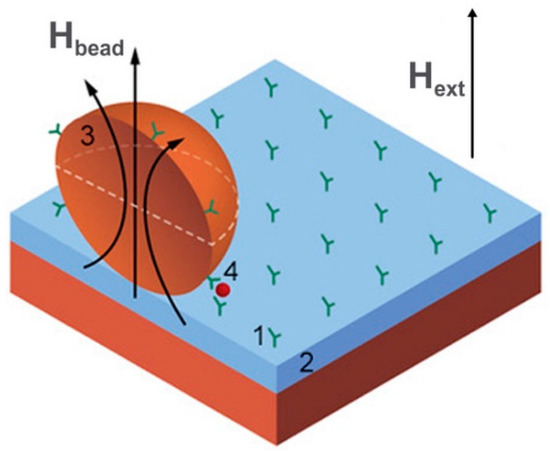 Ultrasensitive Magnetic Field Sensors for Biomedical Applications