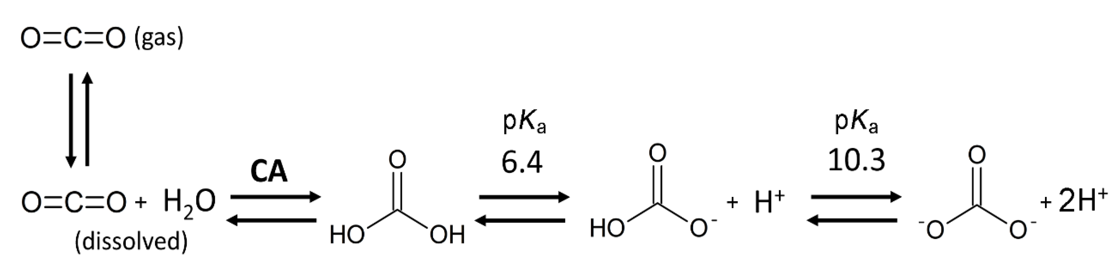 A Novel Genetically Encoded Single Use Sensory Cellular Test System ...