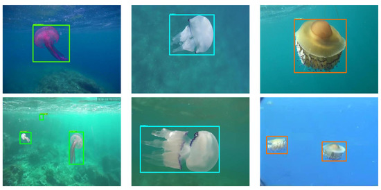 Sensors | Free Full-Text | Jellytoring: Real-Time Jellyfish Monitoring ...