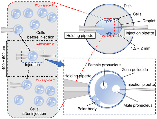 Sensors | Free Full-Text | Head-Mounted Display-Based Microscopic ...