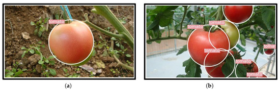 YOLO-Tomato: A Robust Algorithm for Tomato Detection Based on YOLOv3