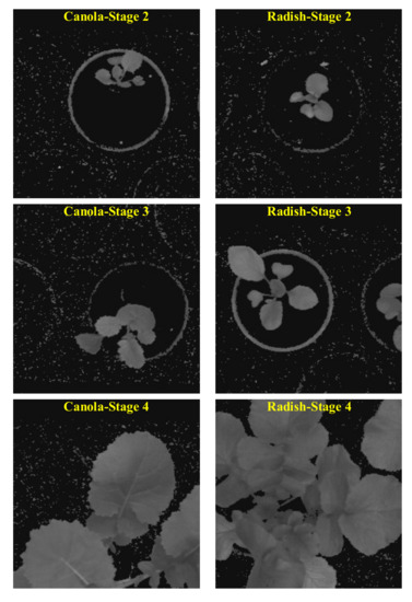 Performances of the LBP Based Algorithm over CNN Models for Detecting Crops and Weeds with ...