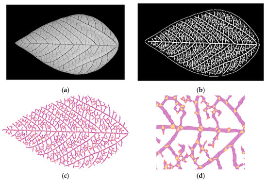 LeafScope: A Portable High-Resolution Multispectral Imager for In Vivo ...