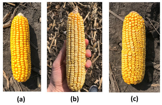 Convolutional Neural Networks for Image-Based Corn Kernel Detection and Counting