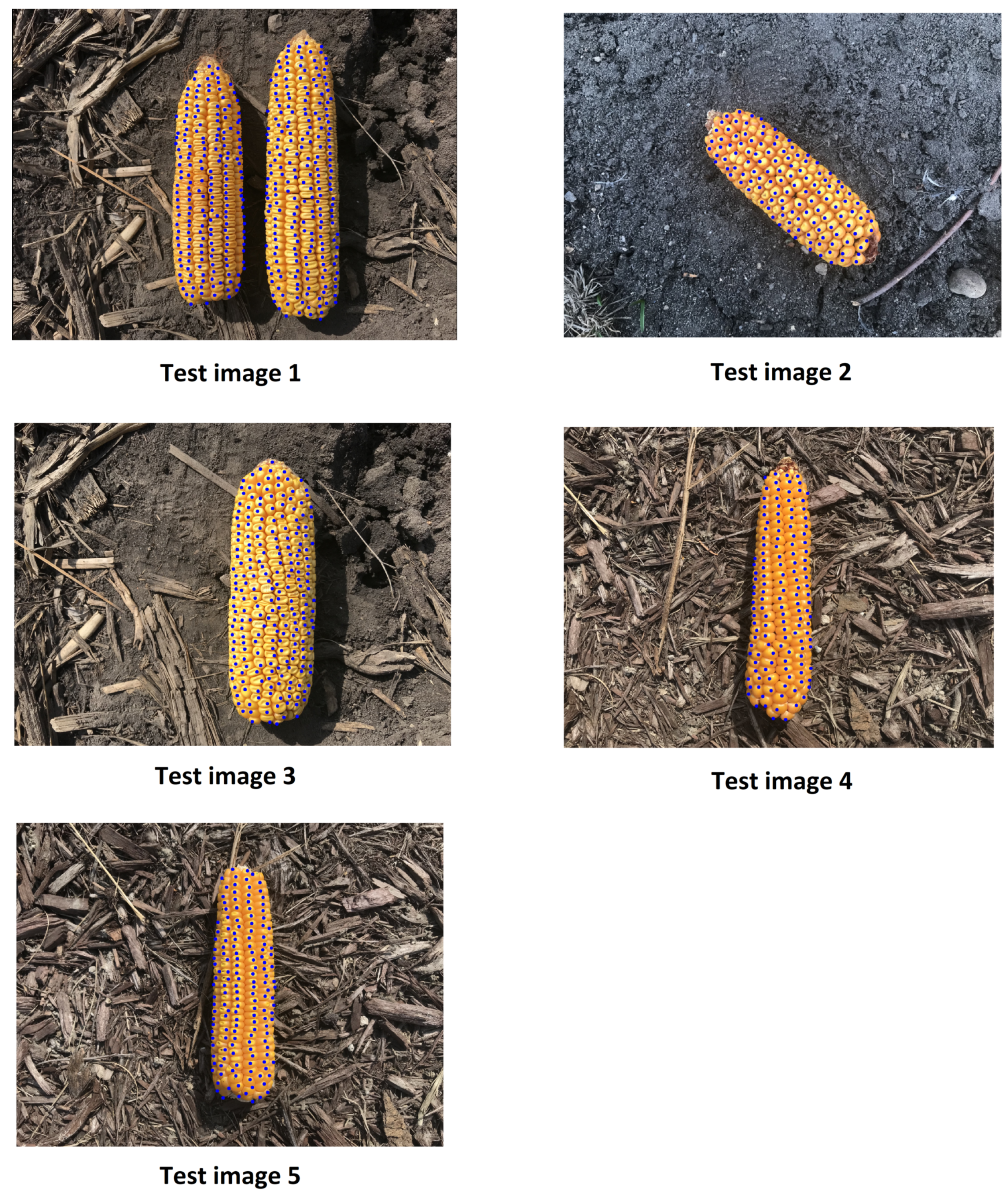 Convolutional Neural Networks For Image Based Corn Kernel Detection And Counting 