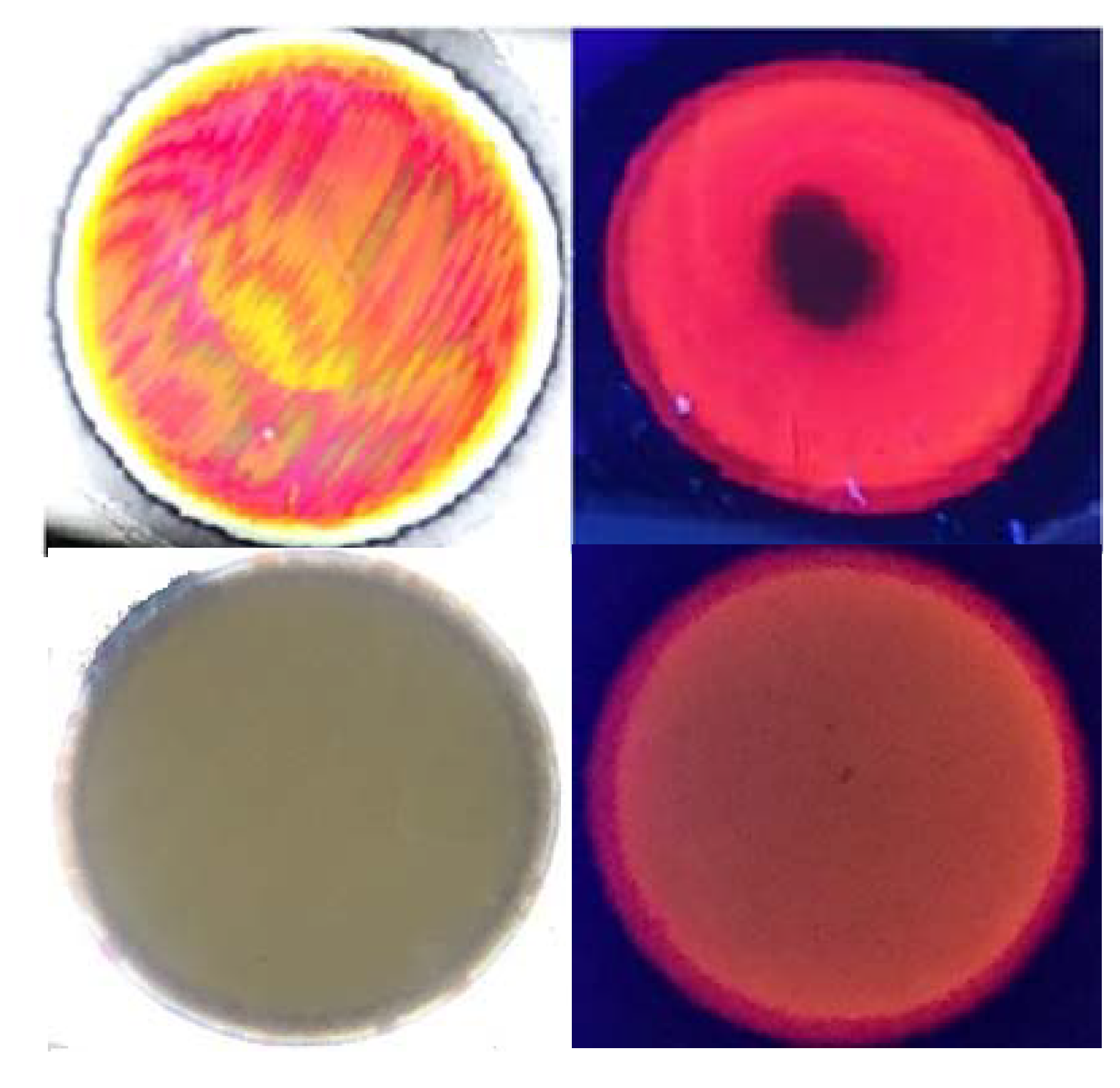 A Novel Chemical Gas Vapor Sensor Based on Photoluminescence ...