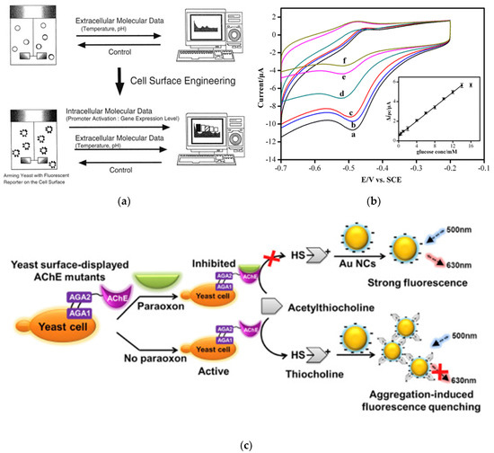 Surface Display Technology for Biosensor Applications: A Review