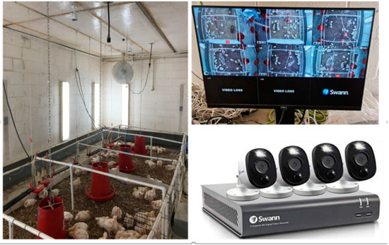 A Machine Vision-Based Method for Monitoring Broiler Chicken Floor ...