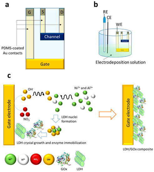 Layered Double Hydroxide-Modified Organic Electrochemical Transistor ...