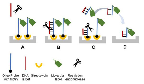 Restriction Endonuclease-Based Assays for DNA Detection and Isothermal ...
