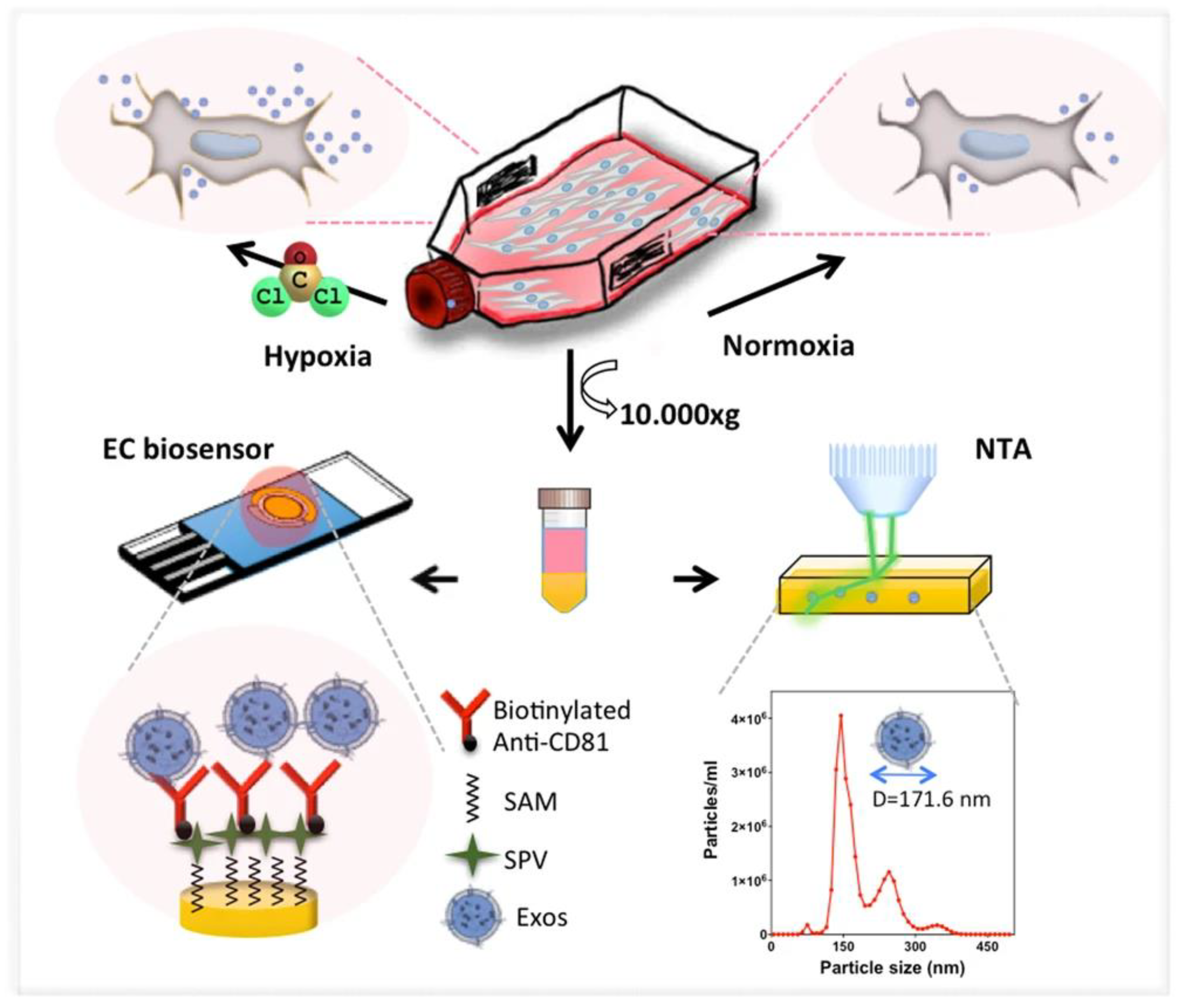 Sensors | Free Full-Text | Electrochemical Nanobiosensors for Detection ...
