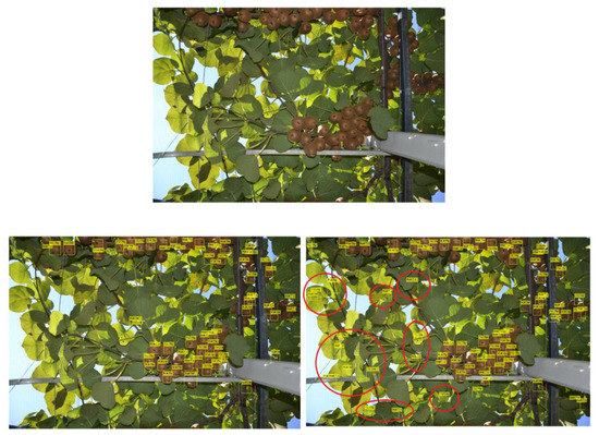 Vision System for Automatic On-Tree Kiwifruit Counting and Yield Estimation