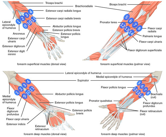 Variability of Muscle Synergies in Hand Grasps: Analysis of Intra- and Inter-Session Data
