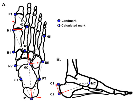 Evaluation of the Validity, Reliability, and Kinematic Characteristics ...