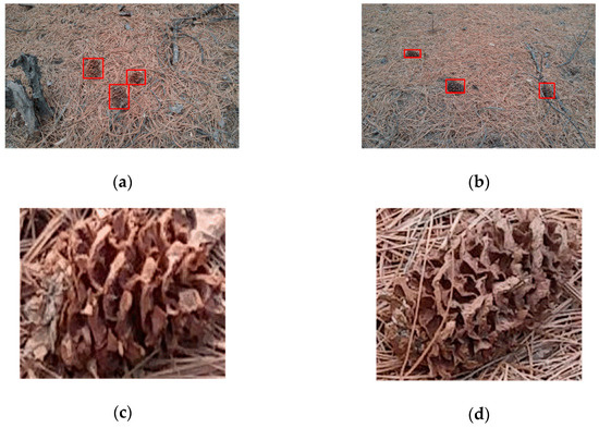 Pine Cone Detection Using Boundary Equilibrium Generative Adversarial Networks and Improved ...