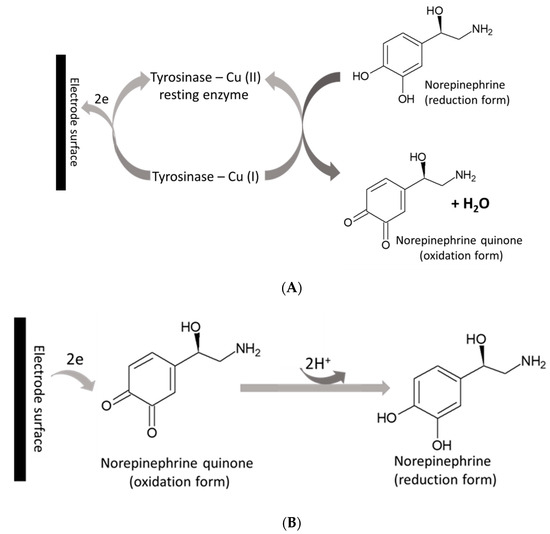 Simple and Cost-Effective Electrochemical Method for Norepinephrine ...