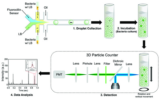 Rapid Detection of β-Lactamase-Producing Bacteria Using the Integrated ...