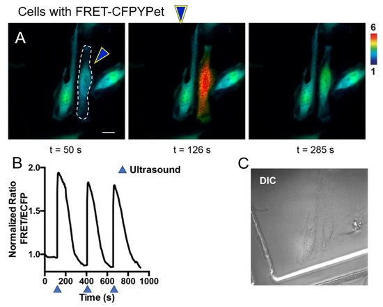 FRET-Based Ca2+ Biosensor Single Cell Imaging Interrogated by High ...