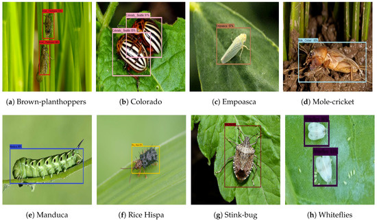 Remote Insects Trap Monitoring System Using Deep Learning Framework and IoT