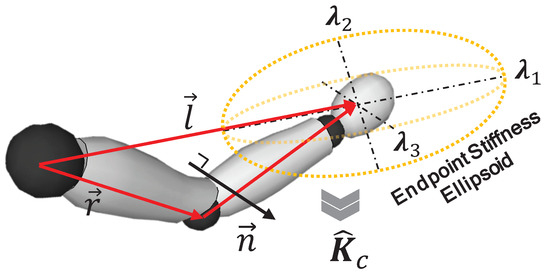 An Intuitive Formulation of the Human Arm Active Endpoint Stiffness