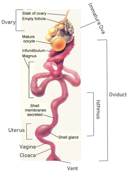 Sensors | Free Full-Text | Non-Destructive Assessment of Chicken Egg ...