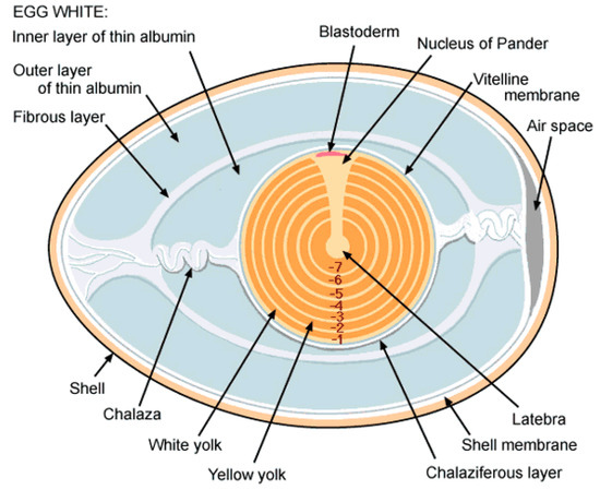 Non-Destructive Assessment of Chicken Egg Fertility