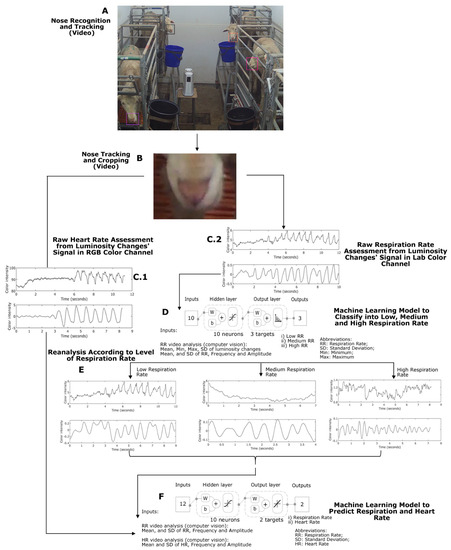 Non-Invasive Sheep Biometrics Obtained by Computer Vision Algorithms and Machine Learning ...