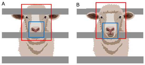 Non-Invasive Sheep Biometrics Obtained by Computer Vision Algorithms ...