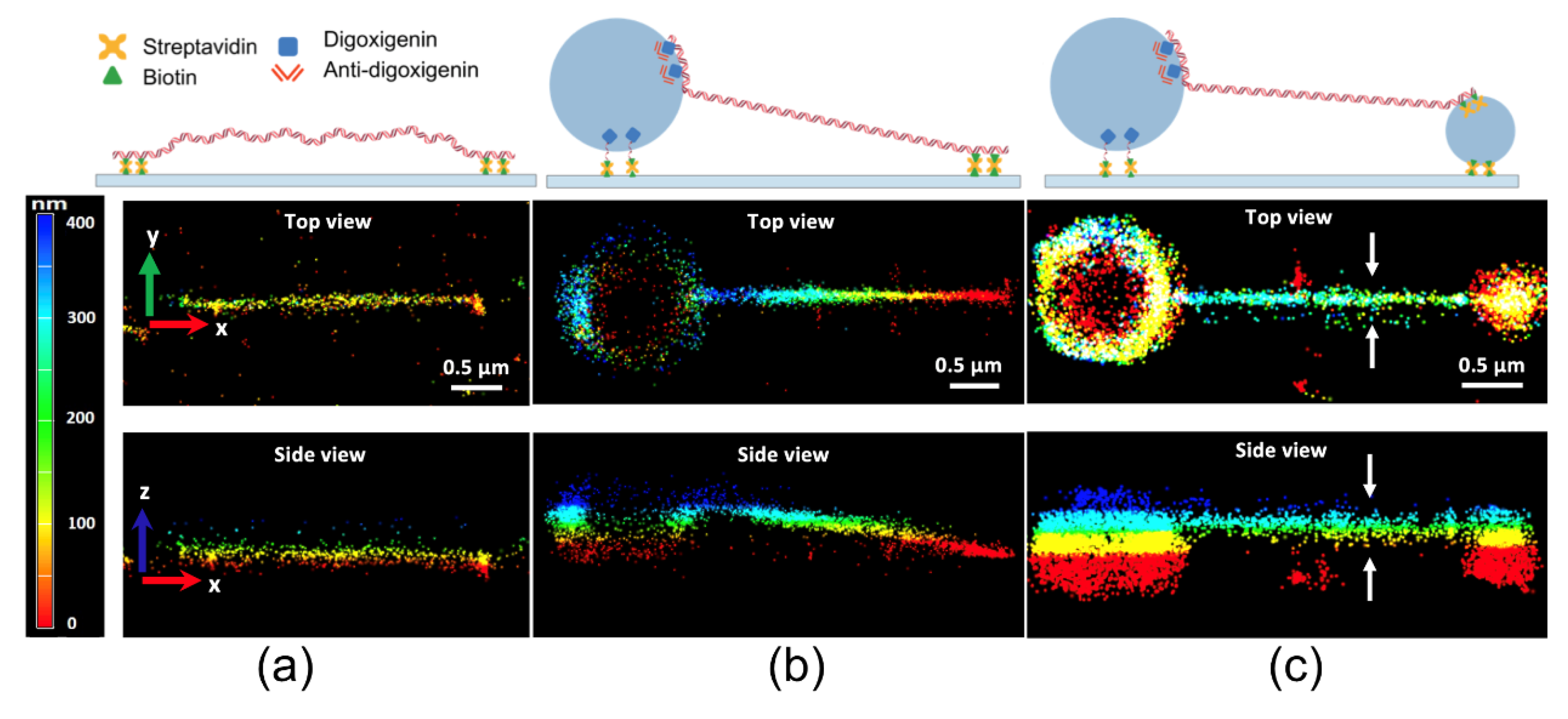 Toward Sub-Diffraction Imaging of Single-DNA Molecule Sensors Based on ...