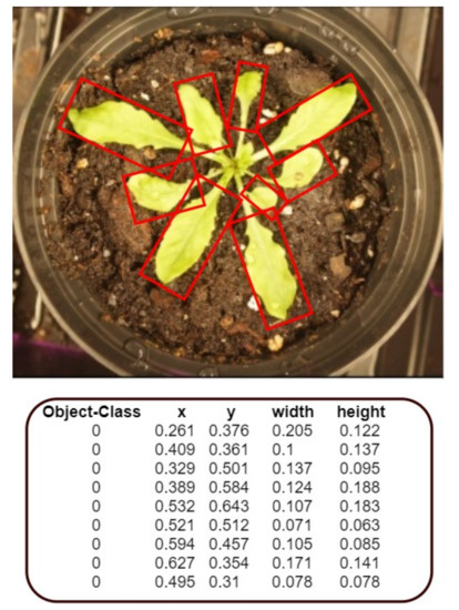 Real-Time Plant Leaf Counting Using Deep Object Detection Networks