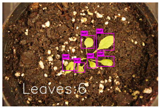 Real-Time Plant Leaf Counting Using Deep Object Detection Networks