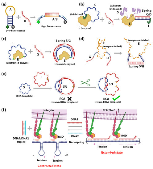 Sensors | Free Full-Text | Mechanical Flexibility of DNA: A ...