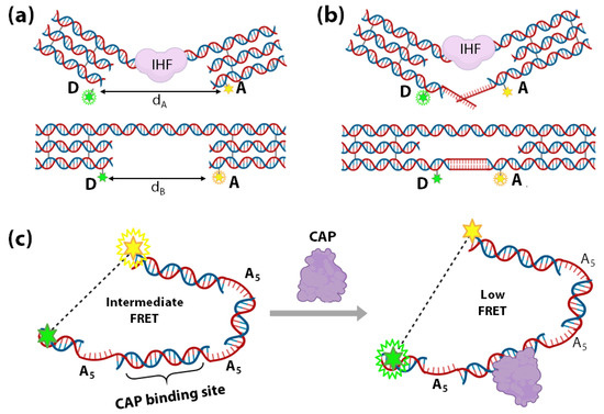 Sensors | Free Full-Text | Mechanical Flexibility of DNA: A ...