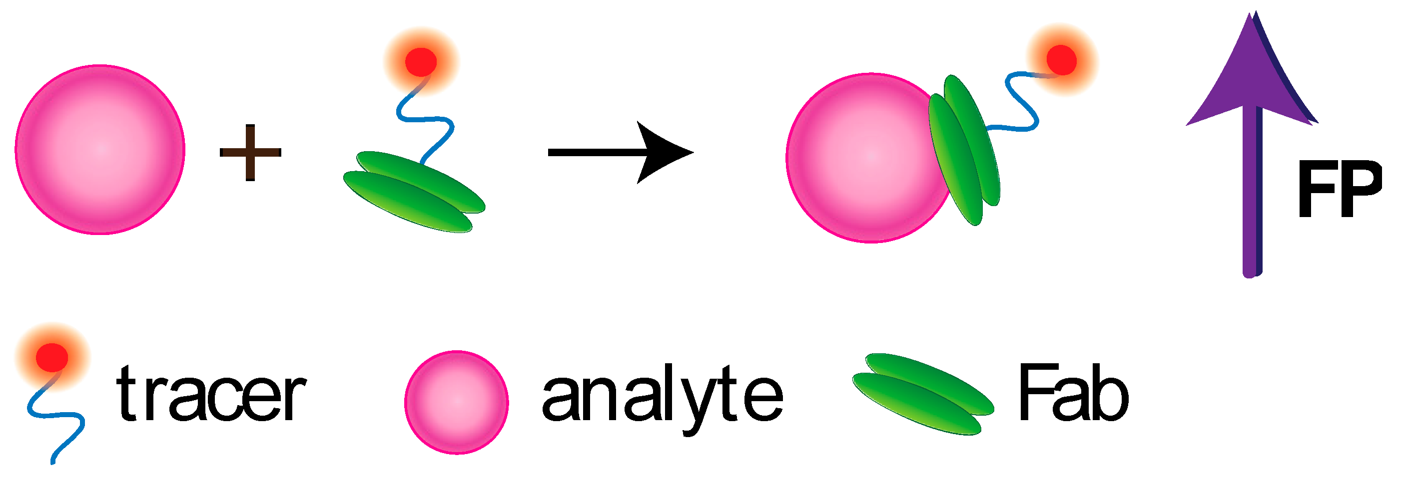 Fluorescence Polarization-Based Bioassays: New Horizons