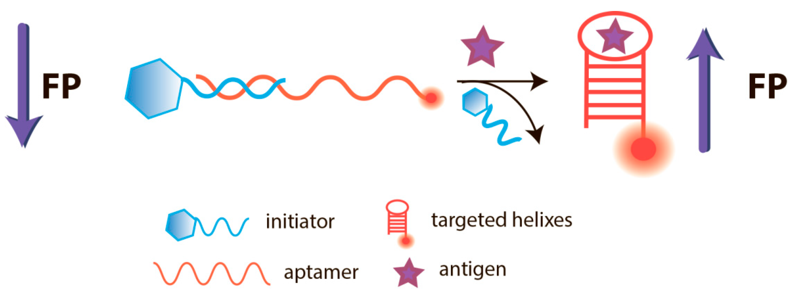 Fluorescence Polarization-Based Bioassays: New Horizons