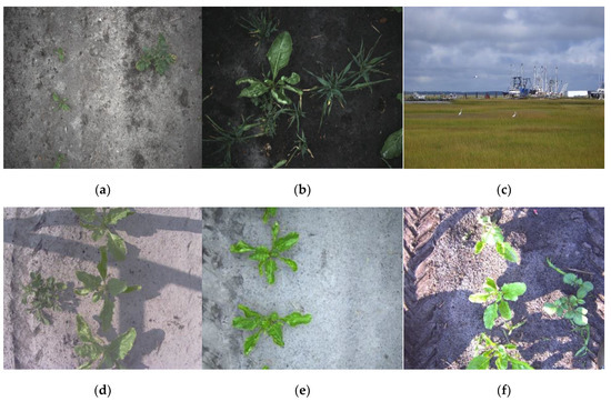 Application-Specific Evaluation of a Weed-Detection Algorithm for Plant-Specific Spraying