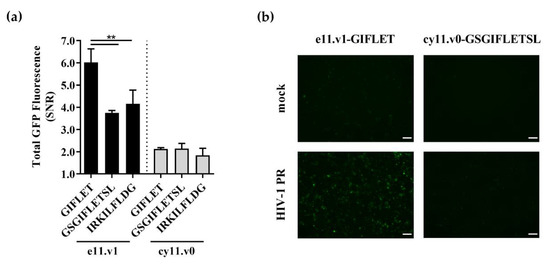Evaluation of Structurally Distorted Split GFP Fluorescent Sensors for ...