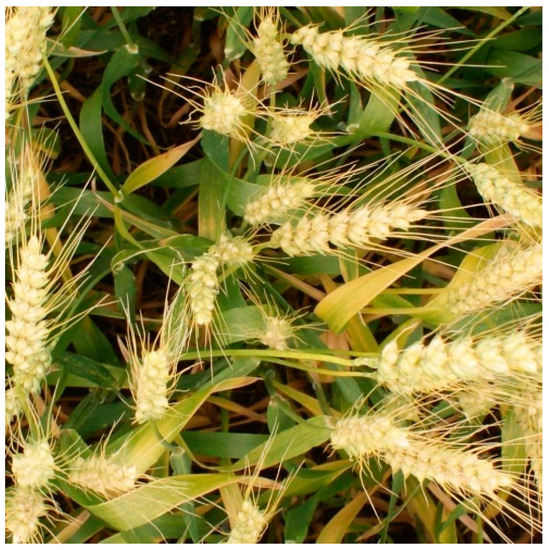 Real-Time Detection for Wheat Head Applying Deep Neural Network