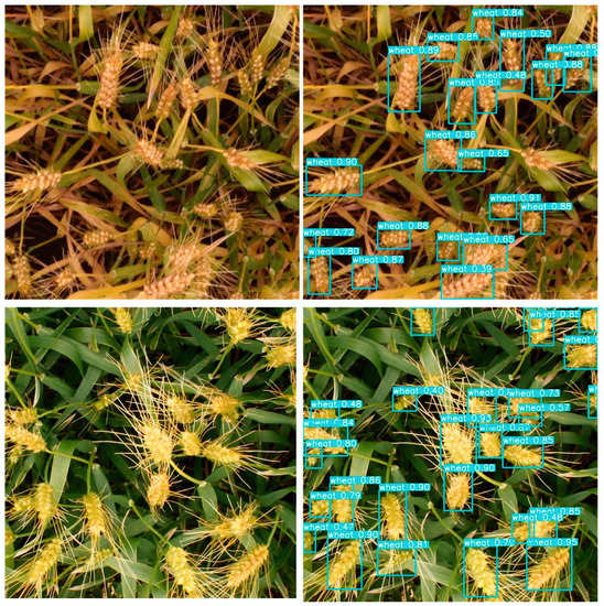 Real-Time Detection for Wheat Head Applying Deep Neural Network