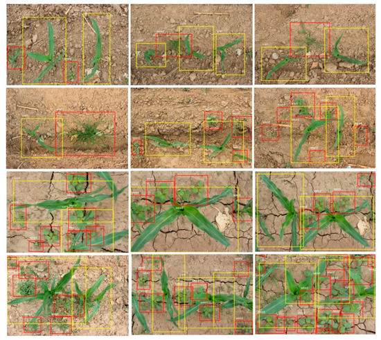 Sensors | Free Full-Text | Weed and Corn Seedling Detection in Field ...