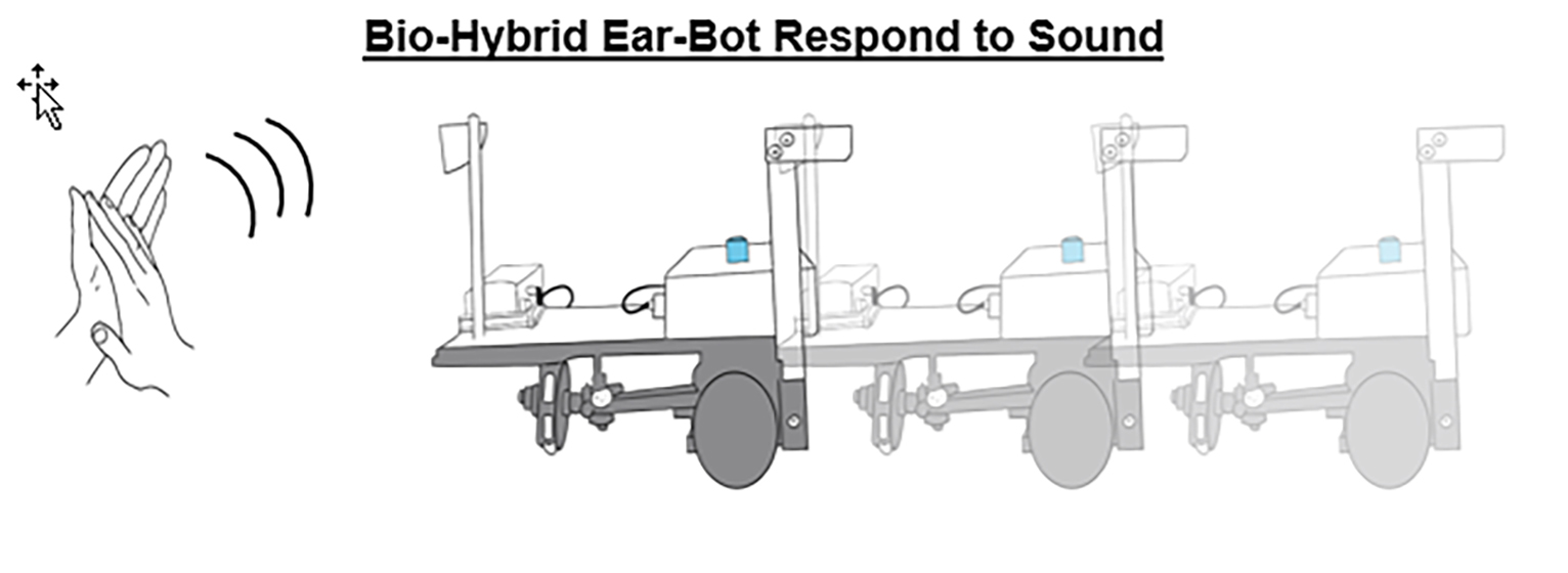 Sensors | Free Full-Text | Ear-Bot: Locust Ear-on-a-Chip Bio-Hybrid ...