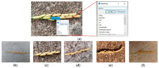 Automated Counting Grains on the Rice Panicle Based on Deep Learning Method