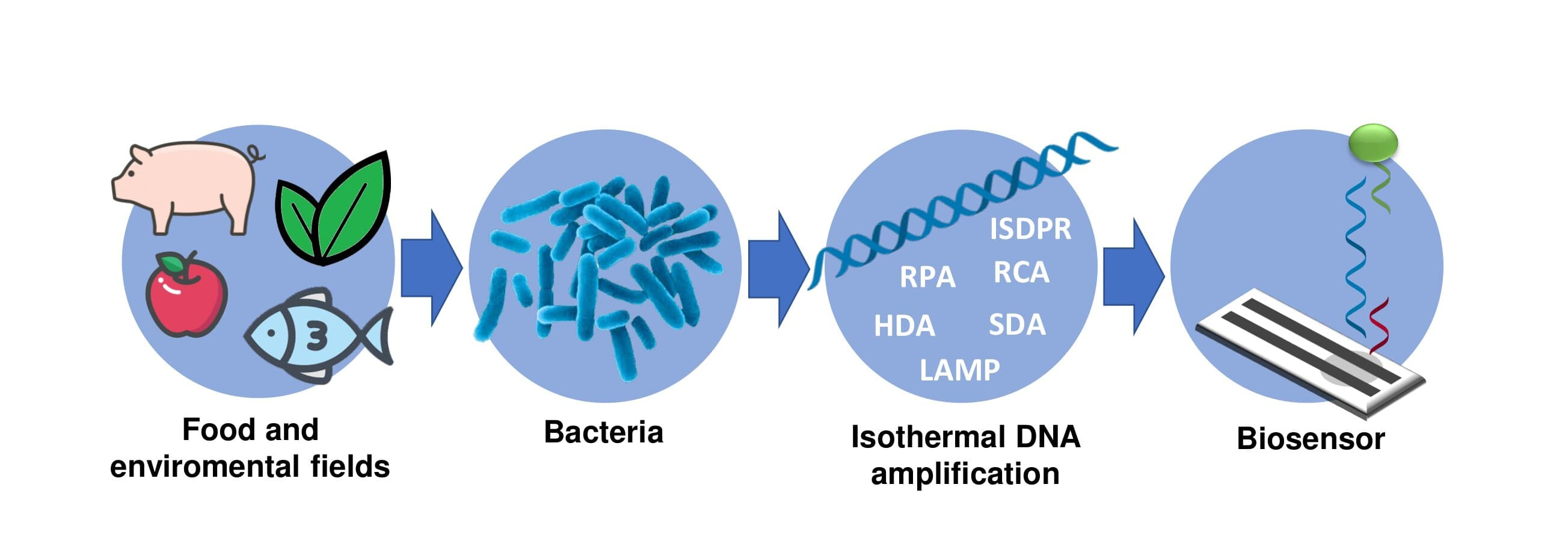Sensors | Free Full-Text | Biosensors Based on Isothermal DNA Amplification for Bacterial ...