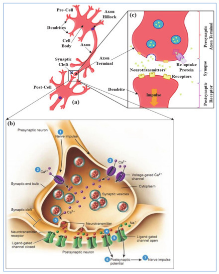 Implementation of Neuro-Memristive Synapse for Long-and Short-Term Bio-Synaptic Plasticity