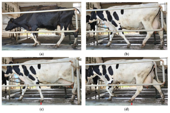 A Review: Development of Computer Vision-Based Lameness Detection for Dairy Cows and Discussion ...
