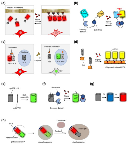 Genetically Encoded Biosensors Based on Fluorescent Proteins