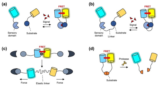 Genetically Encoded Biosensors Based on Fluorescent Proteins