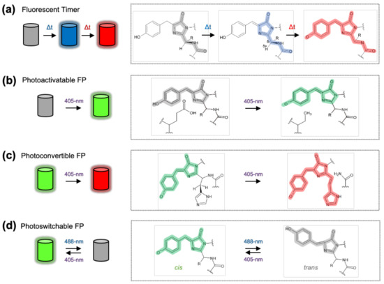 Genetically Encoded Biosensors Based on Fluorescent Proteins