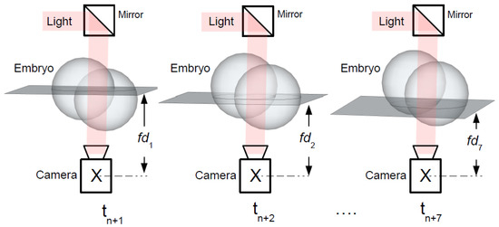 Fast Multi-Focus Fusion Based on Deep Learning for Early-Stage Embryo ...