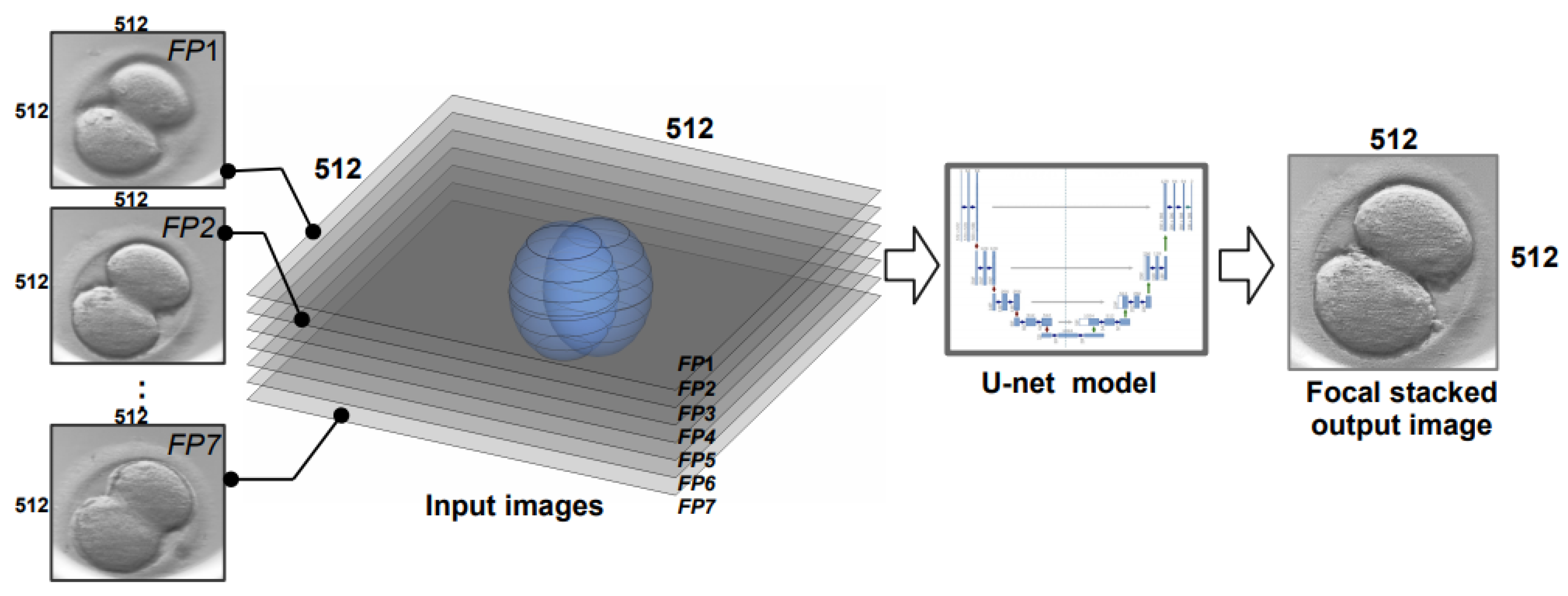 Fast Multi-Focus Fusion Based on Deep Learning for Early-Stage Embryo Image Enhancement
